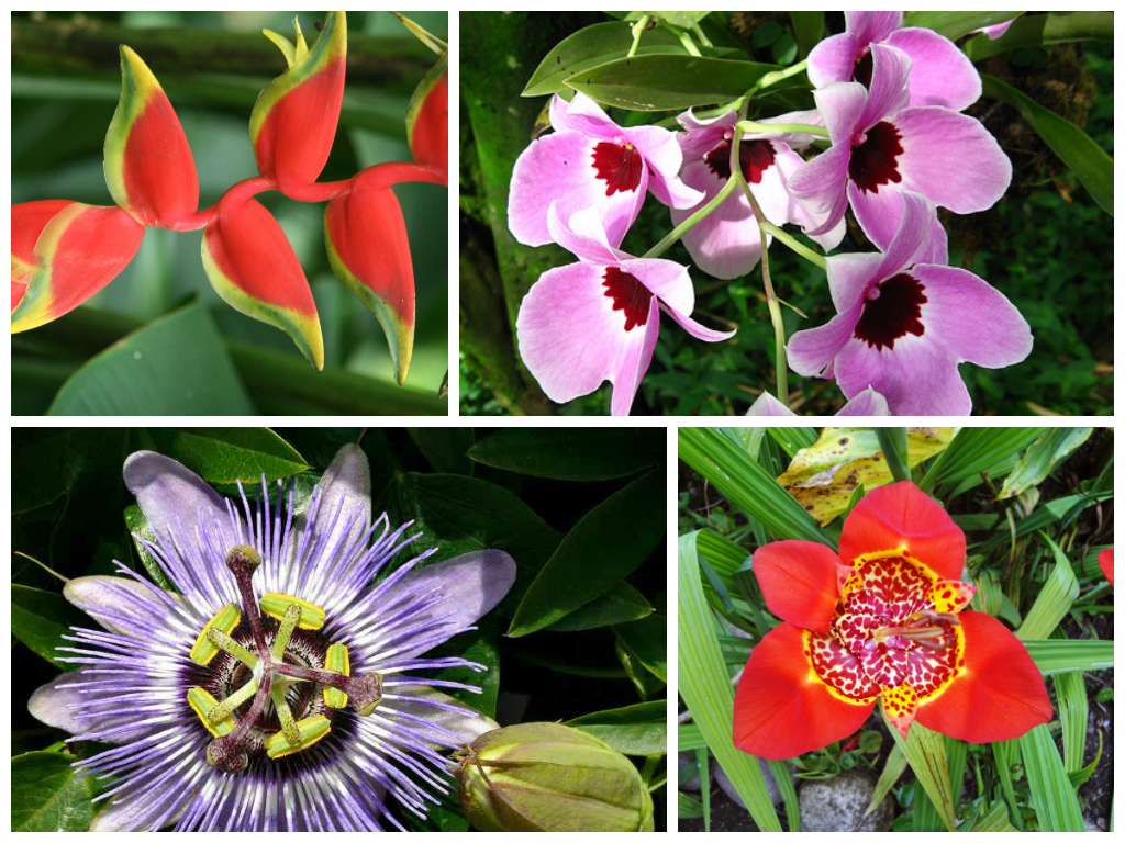 Ubicacion De Region Amazonica in November 2017 - VM.info