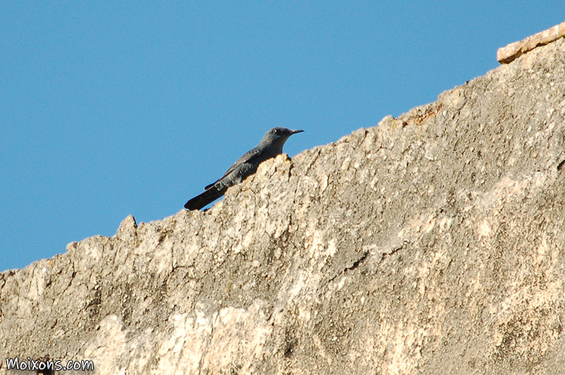 Birding Catalunya: Merla blava (Monticola solitarius)