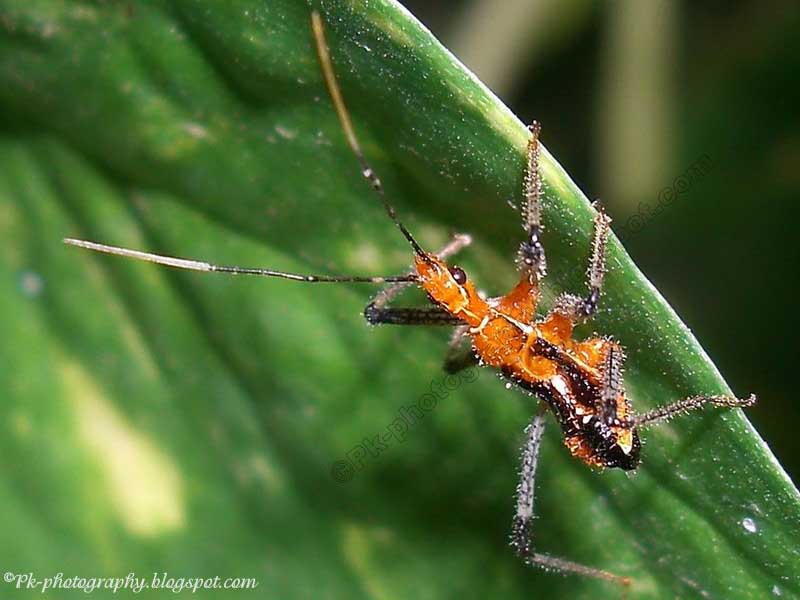 Assassin Bugs | Nature, Cultural, and Travel Photography Blog