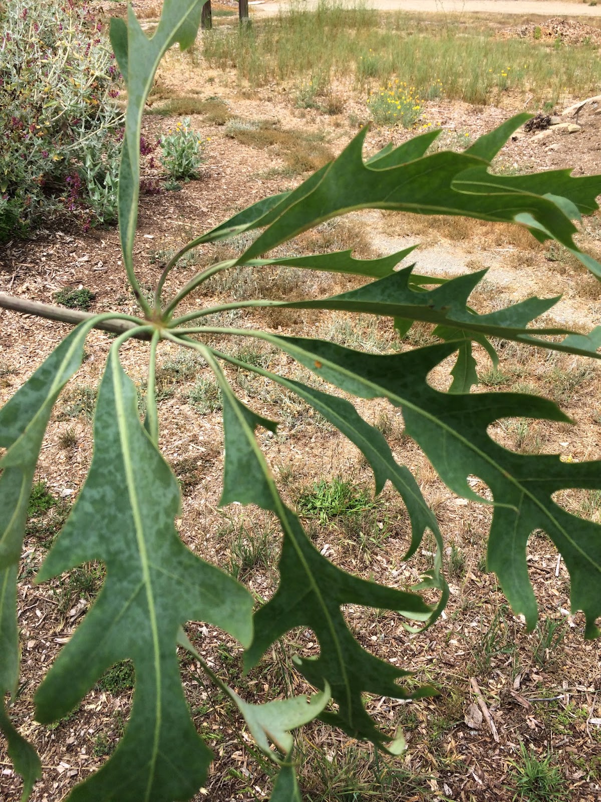 Trees of Santa Cruz County: Cussonia paniculata sinuata - Mountain ...