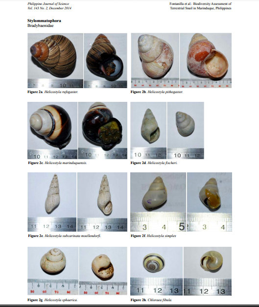 Marinduque Rising: Mga katutubong kuhol o suso sa Marinduque ilang ...