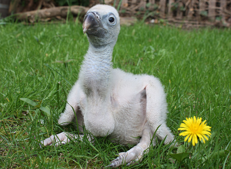 White-backed Vulture
