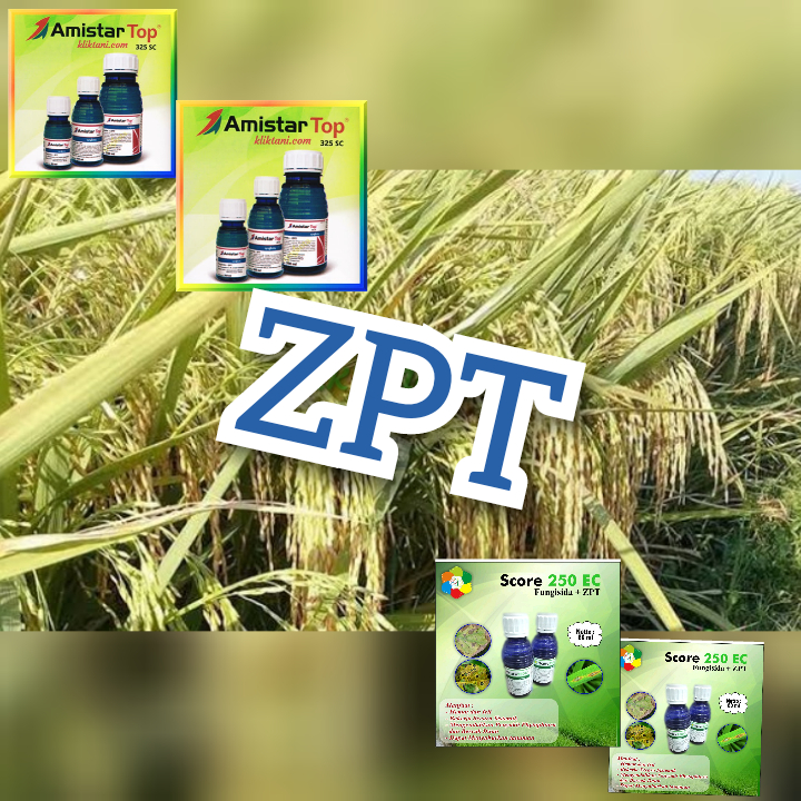 5 Fungsi ZPT Bagi Tanaman, yang bikin tanaman tumbuh sehat - kliktani.com