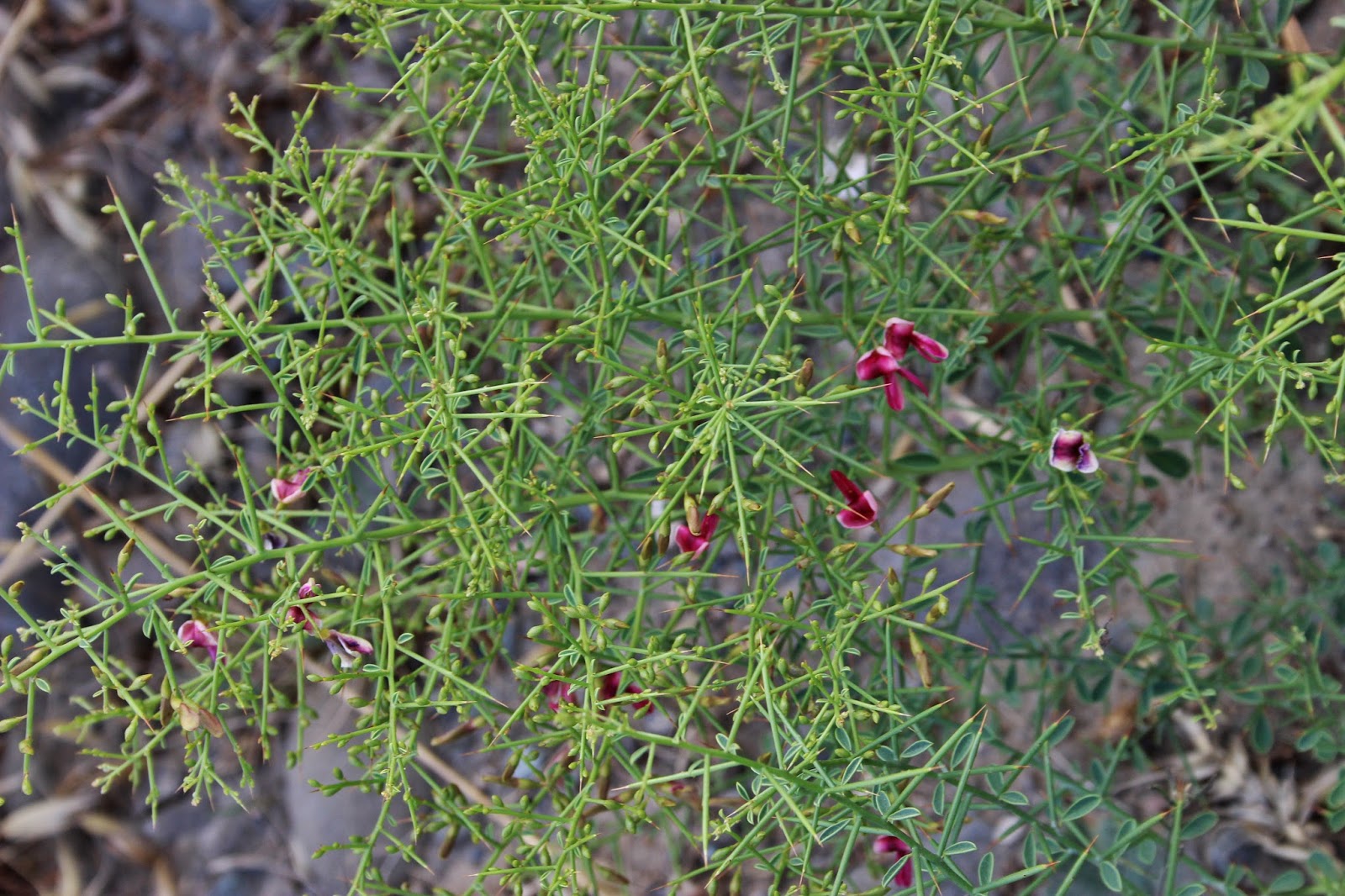 Biodiversity of Cyprus by NGO Protection of the Natural Heritage and ...