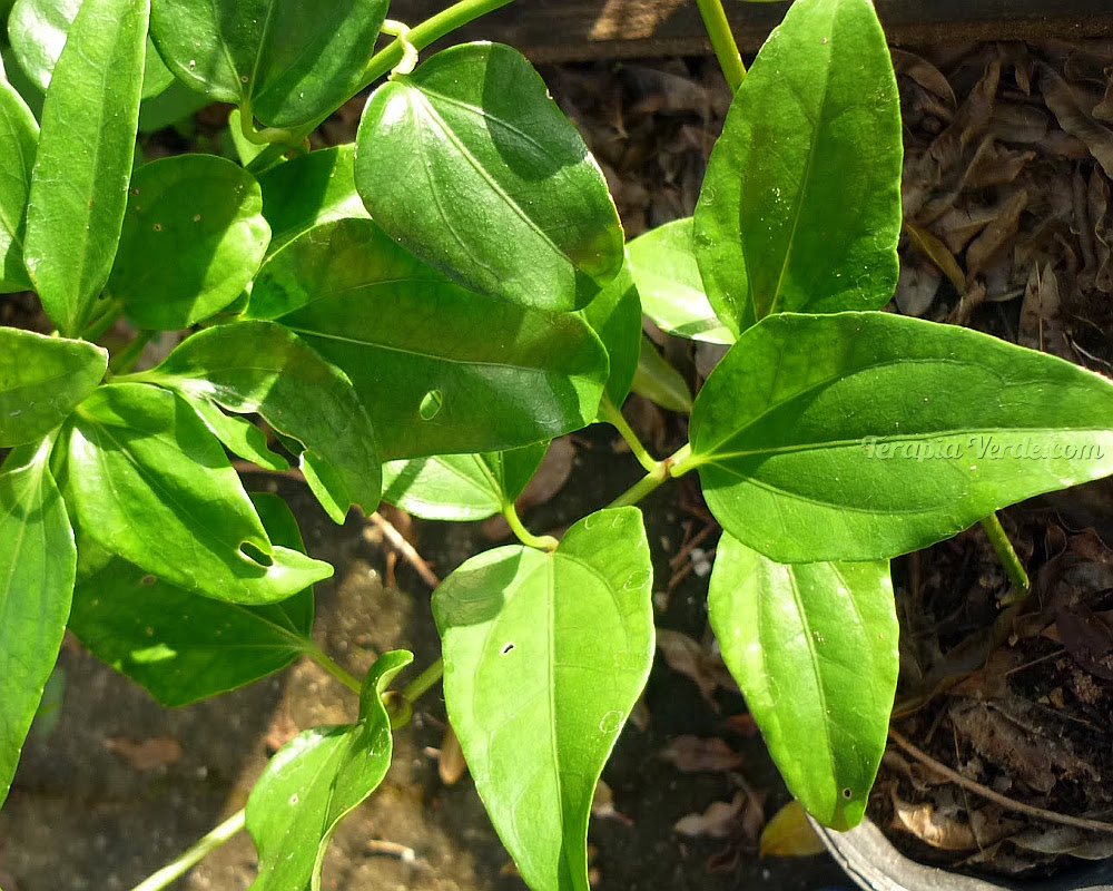 Benefícios do Guaco | Terapia Verde