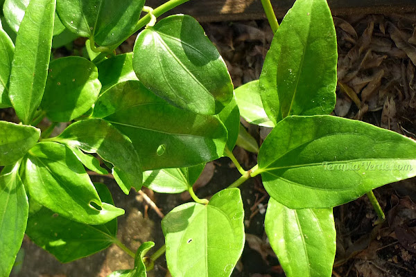 Benefícios do Guaco | Terapia Verde