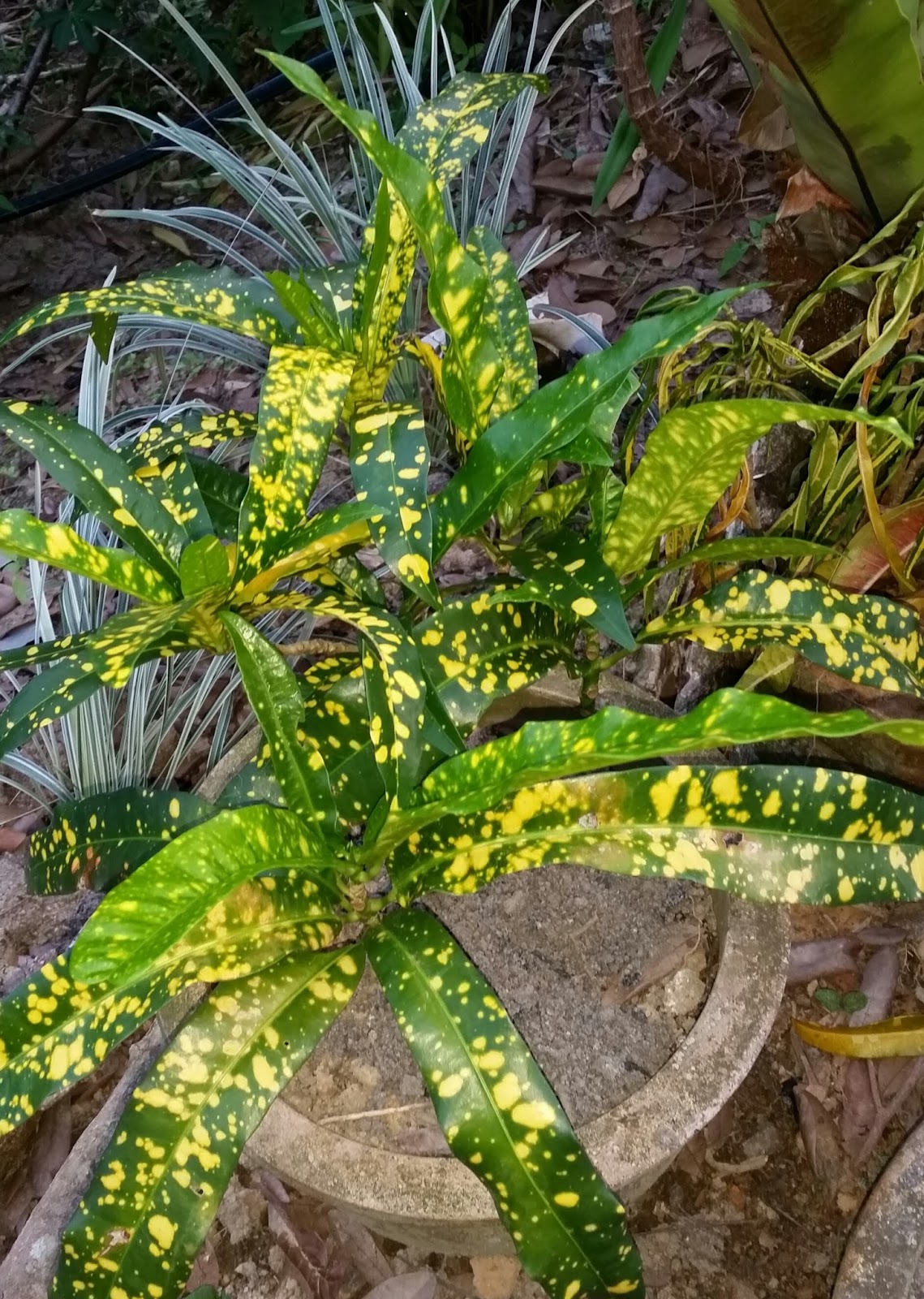 Warisan Petani: Pokok Puding.
