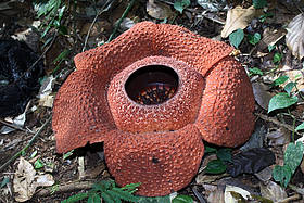 Padma Raksasa (Rafflesia Arnoldii) | Gosip Gambar
