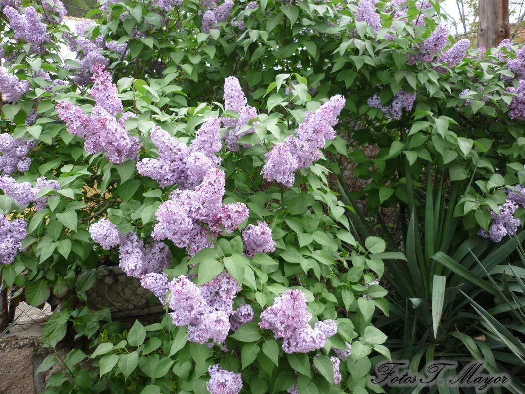 Flores y plantas silvestres: " Syringa vulgaris ". Lilo, Lila.
