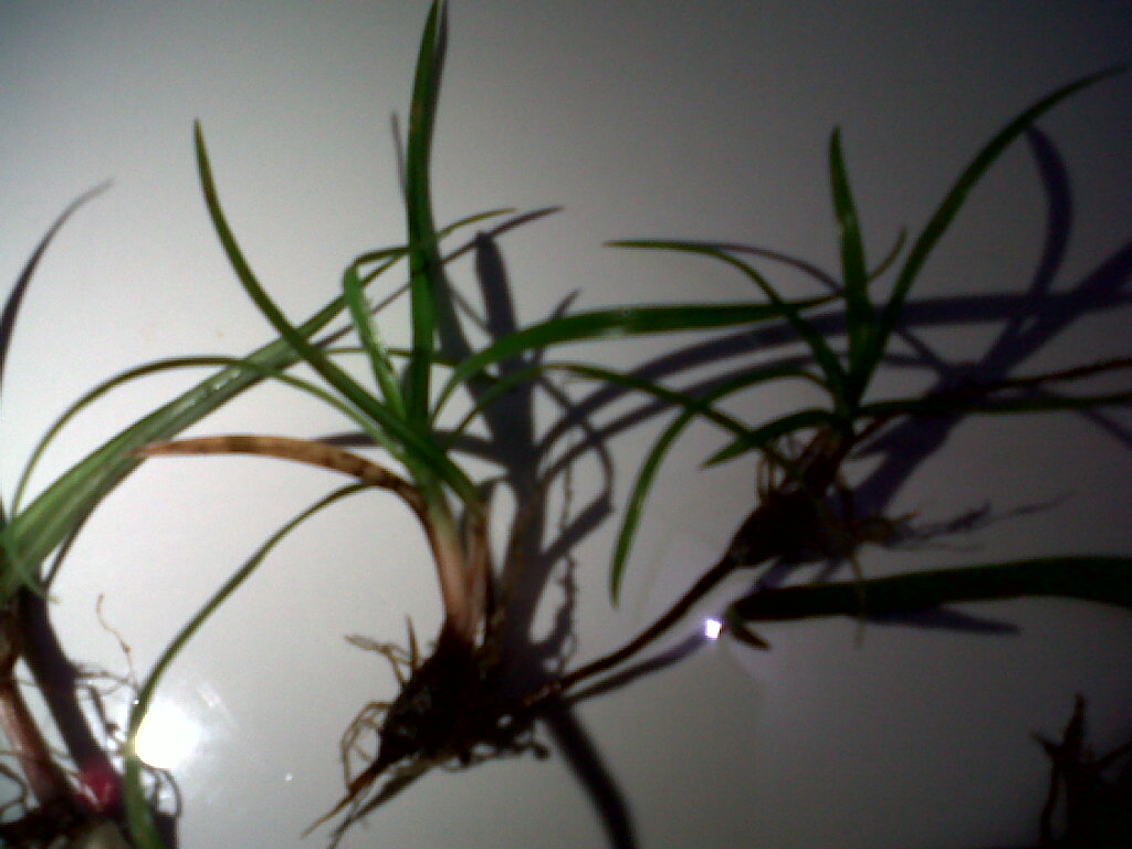 Rumah Tasikmalaya: RUMPUT TEKI (Cyperus rotundus) - Tanaman Obat Herbal