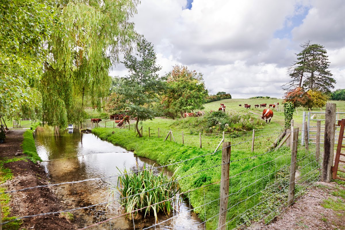 Banco de Imágenes Gratis: Paisaje rural con vacas comiendo en los ...