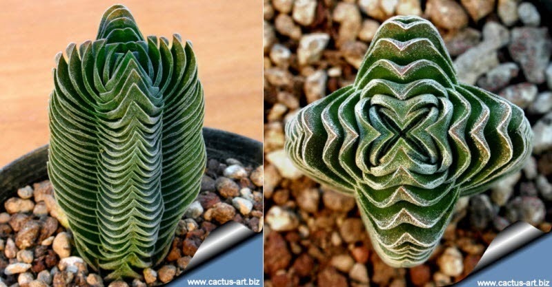 Beautiful Geometric Shapes Of Plants