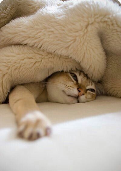 Cozy Cats | Content in a Cottage