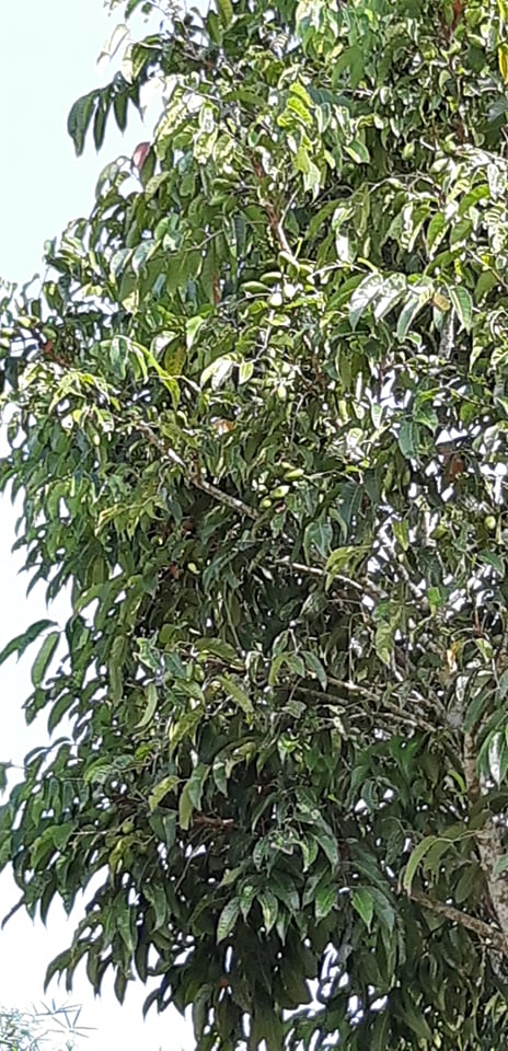 OUR PHILIPPINE TREES