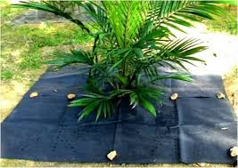 Budidaya Ikan Keli / Lele/Talapia Merah/Red Tilapia: FELDA MULCH