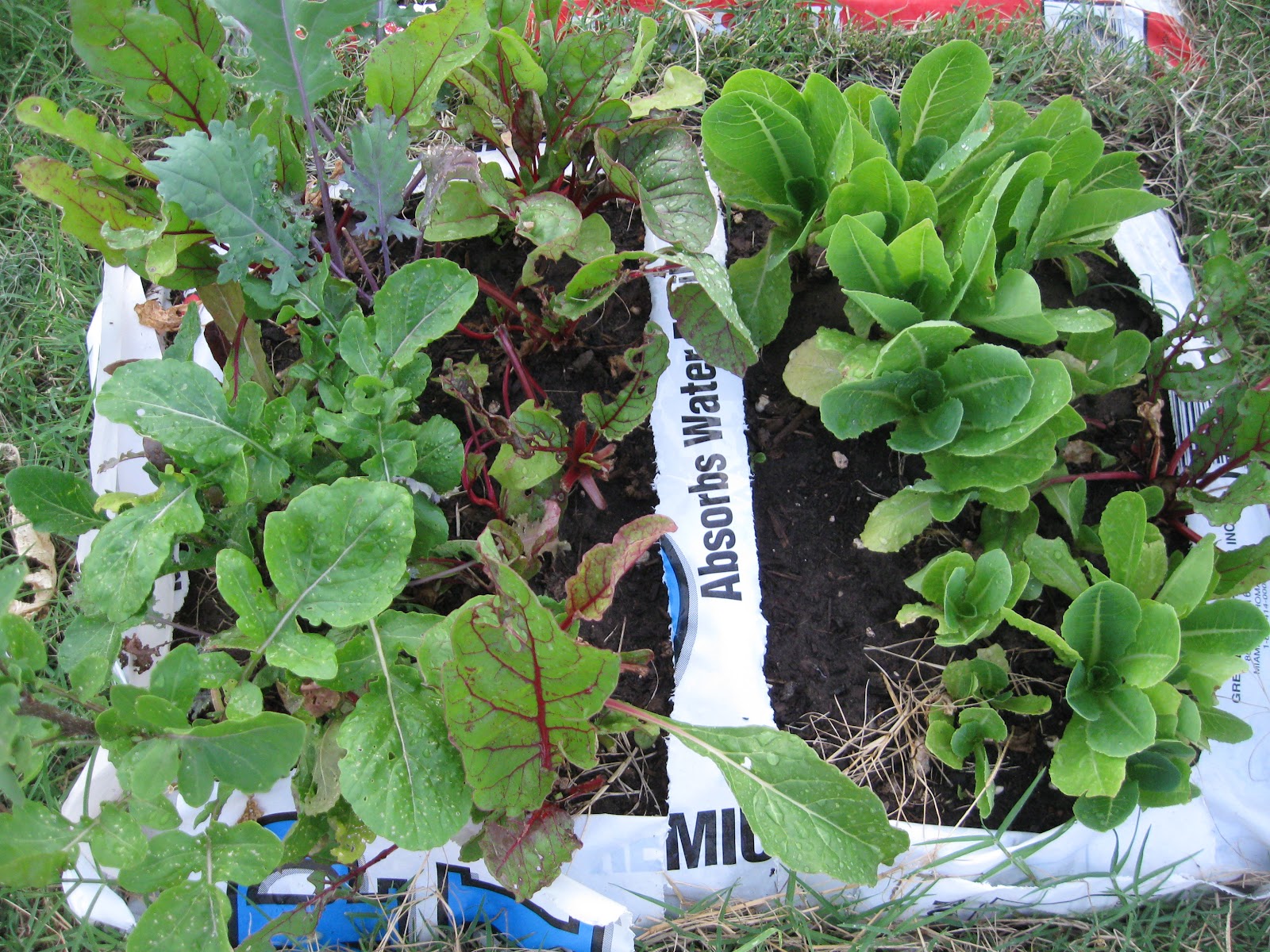 MomGateway: Portal to Easy and Healthy Recipes: Bag of Salad Greens ...