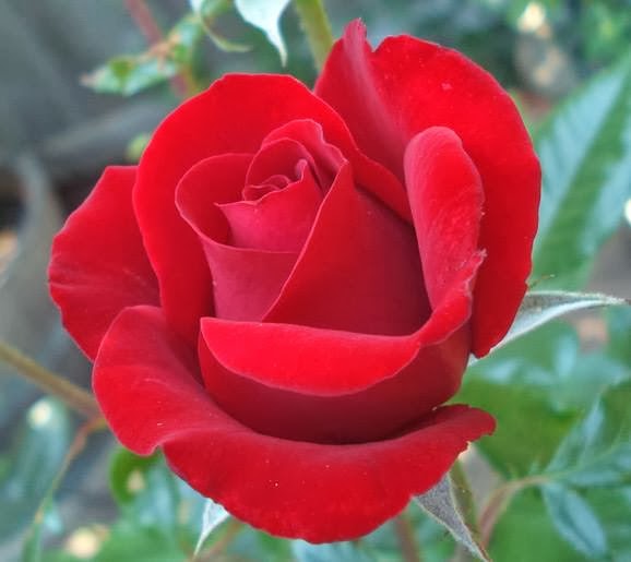 ♥♥Rumahbungaku ♥: @The legend of Roses