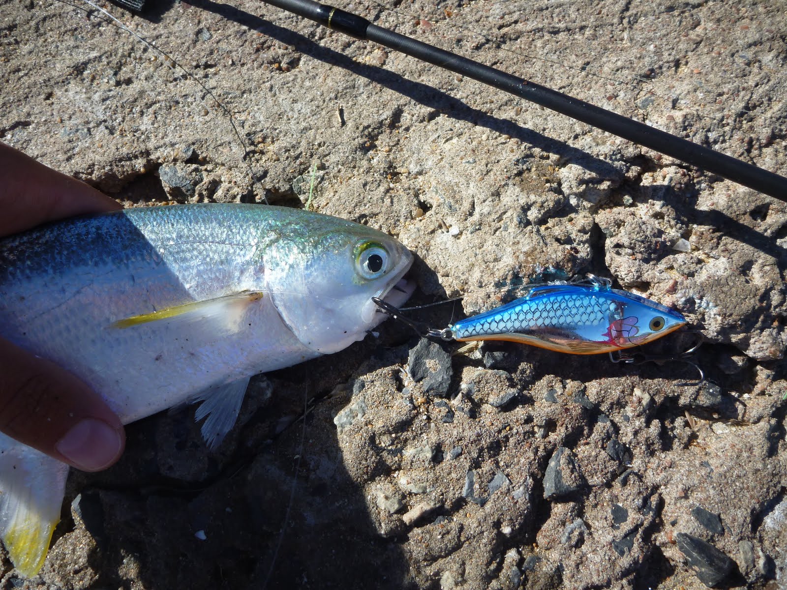 On The Bite!: Salmon on the Rattlin Rapala