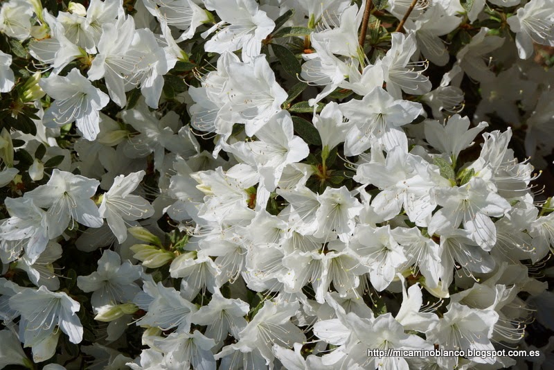 Mi Camino Blanco: Azalea blanca