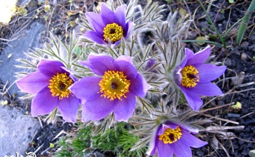 deditei planta medicinala-pasque flower herb | Farmacia Naturală