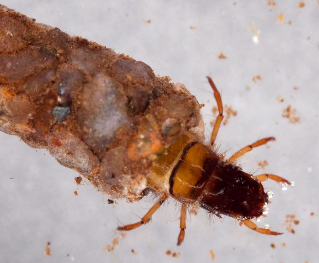 Aquatic Insects of Central Virginia: A third strong-case maker ...