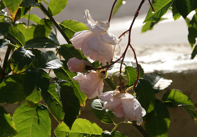 Organic Garden Dreams: February Roses