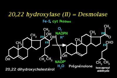 BIOLOGY CORNER: Enzim Metabolisme