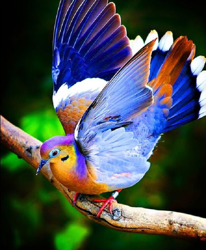 Pedaços de Mim: Pássaros Coloridos