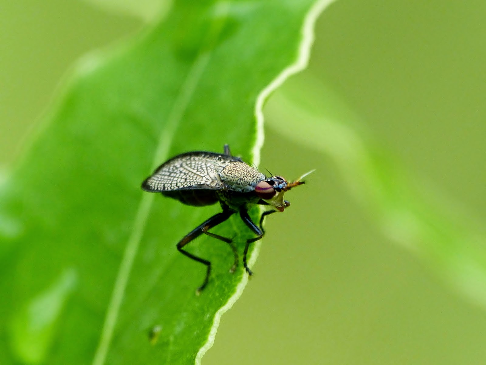 Photos d'insectes: Les Diptères - Sous-ordre des Brachycères (mouches ...