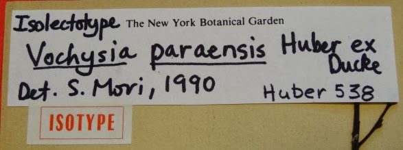 Jacques Huber and the Amazonian Botany: Plant collections