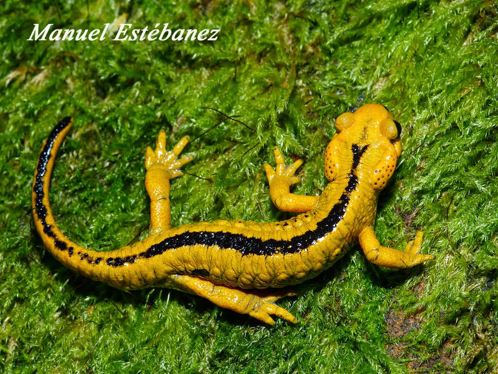 Miradas Cantábricas: Salamandra salamandra alfredschmidti II