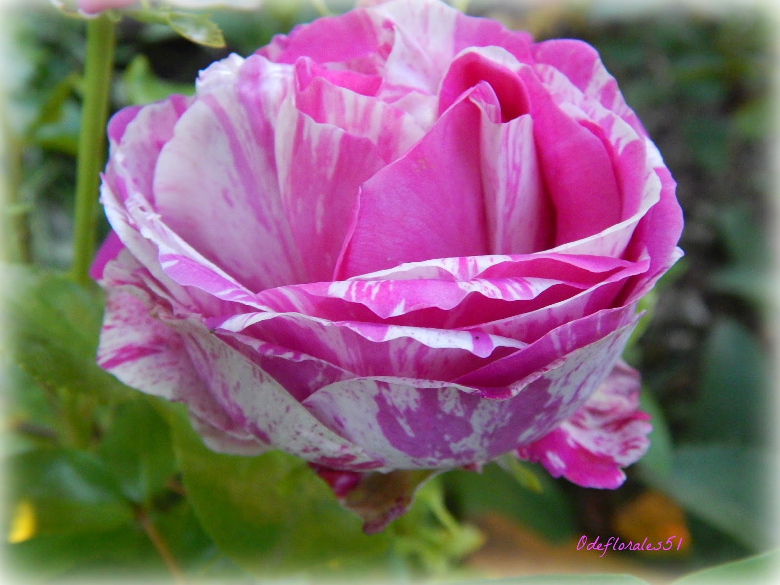 Beautés Florales : Rosier Ines SASTRE