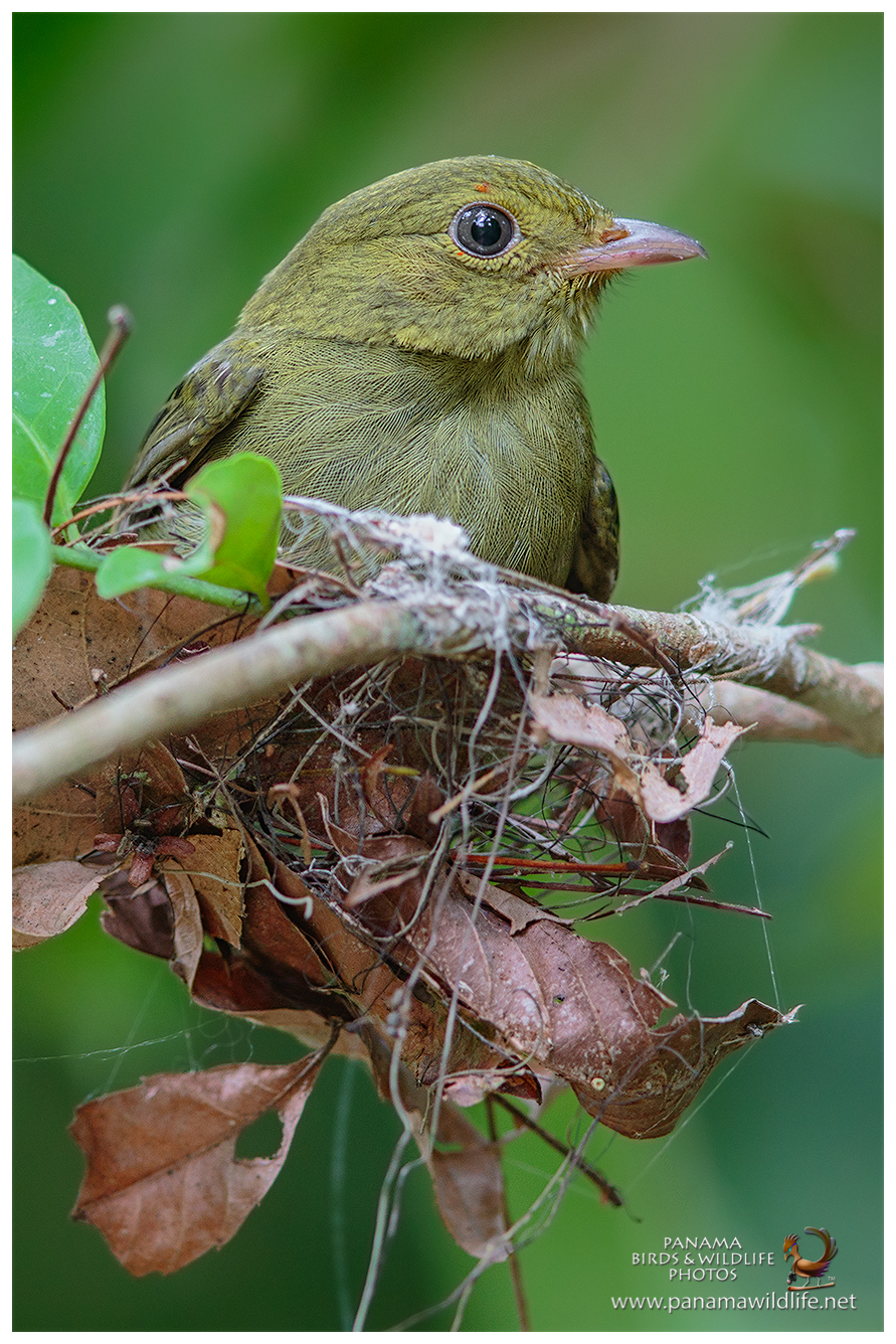 Featured Species: Red-capped Manakin (Ceratopipra mentalis)