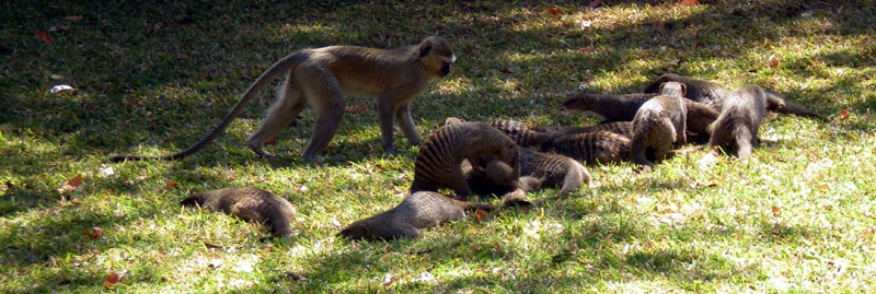 Sunee Sees the World: Mongoose Mayhem and Monkey Madness