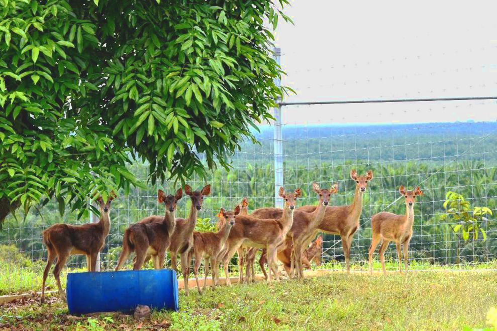 Attractions Area in Selangor: Selangor Fruit Valley (SFV)