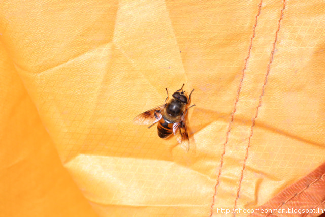The Come On Man: Goecha La, Sikkim, India