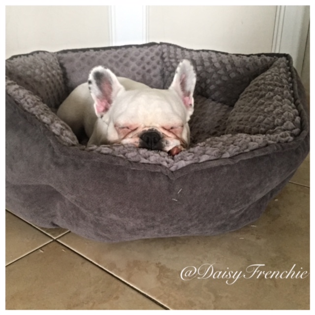 Daisy The French Bulldog: Top 5 Tips to Train Your Frenchie