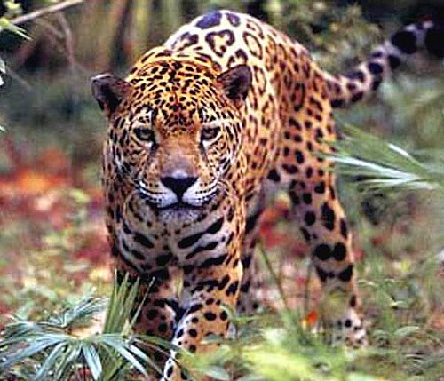 Leer y Aprender Juntos: La leyenda del Yaguareté-Aba