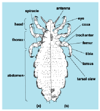 KLIMAKS: KUTU & PINJAL