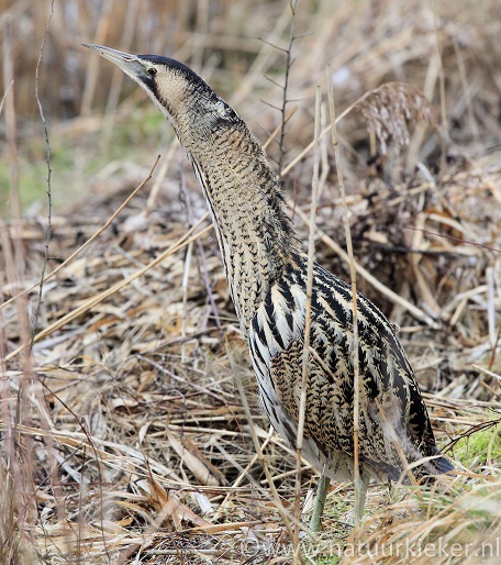 De Roerdomp van de Oelemars in Losser