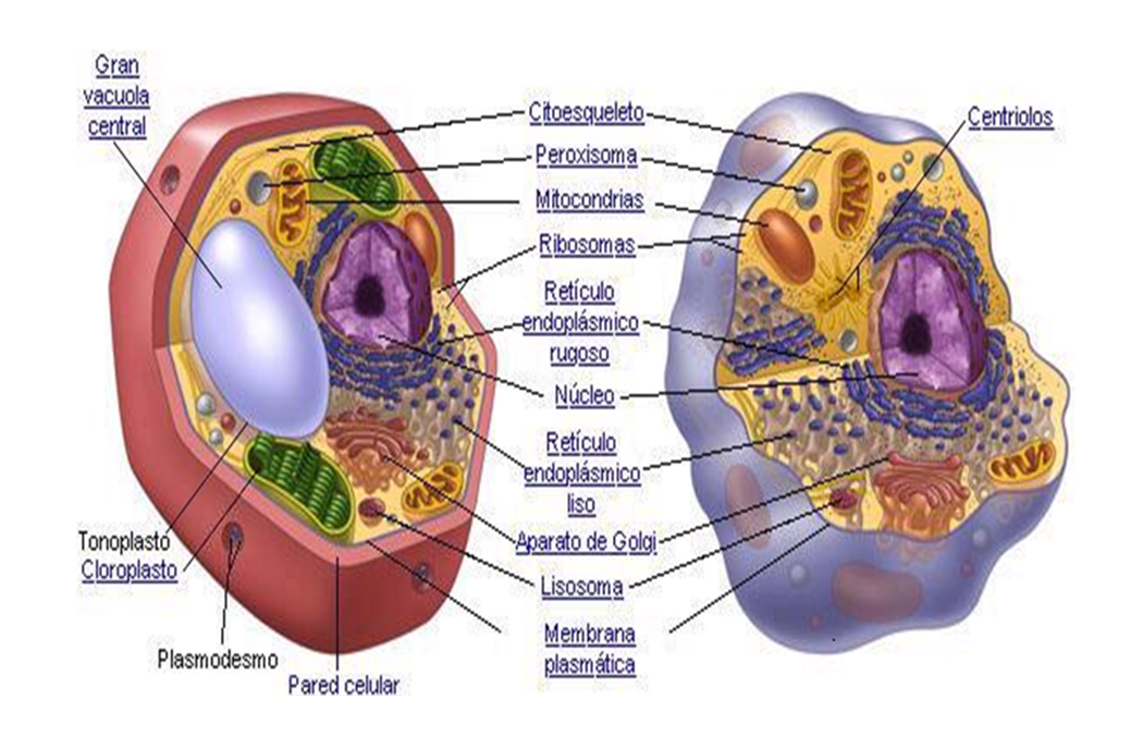 CATEDRA DE BIOLOGIA: CITOLOGÍA