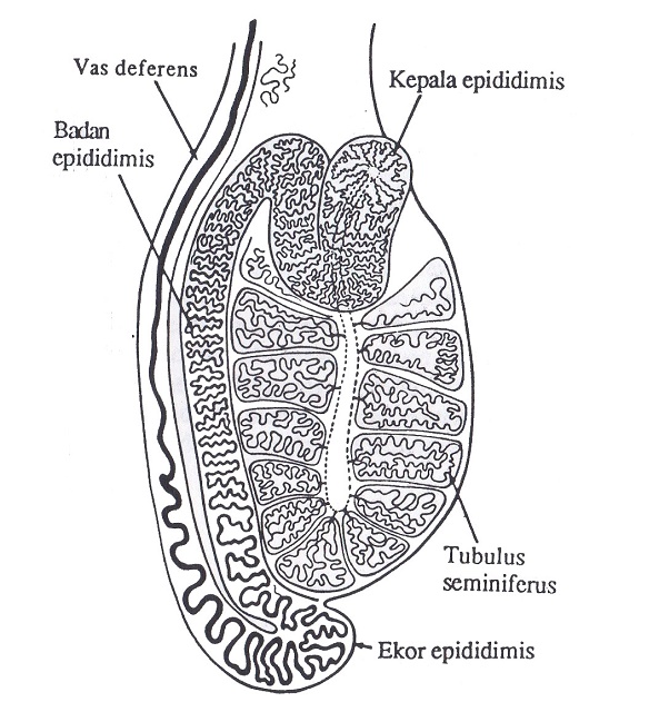 Jauhari_W: Organ Reproduksi pada Sapi