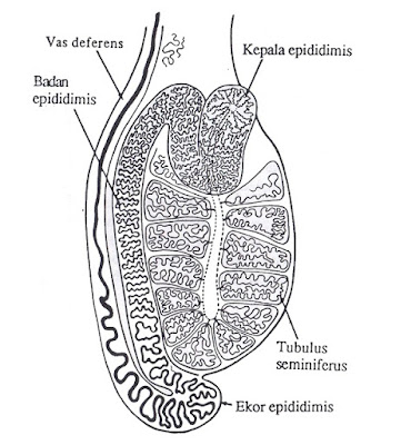 Sistem Reproduksi Pada Sapi