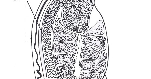 Jauhari_W: Organ Reproduksi pada Sapi