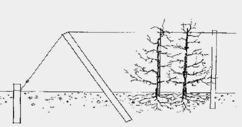 Farmers Club: Apple Tree: Training Systems in Intensive Apple ...