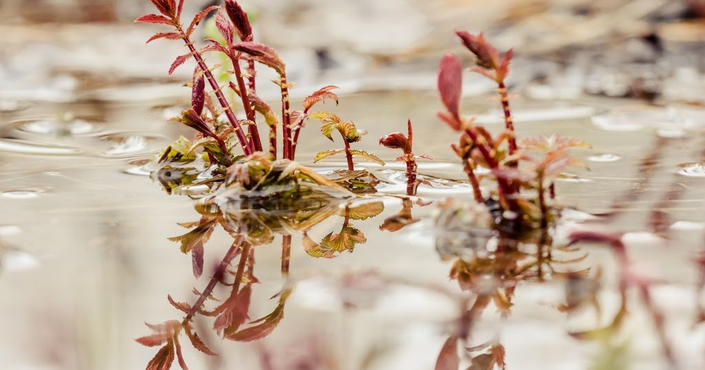 Jan Vutt fotogalerii: Angervaks