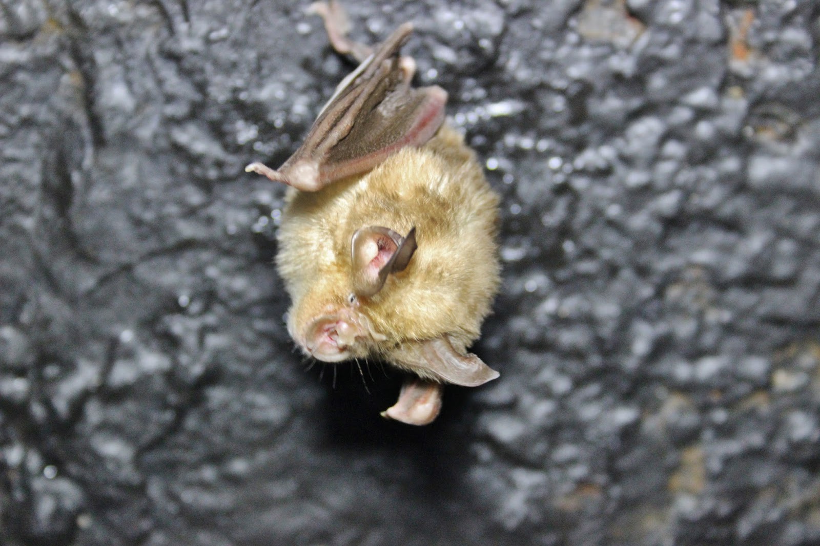 Mammals of Cyprus - Τα θηλαστικά της Κύπρου by George Konstantinou: The ...