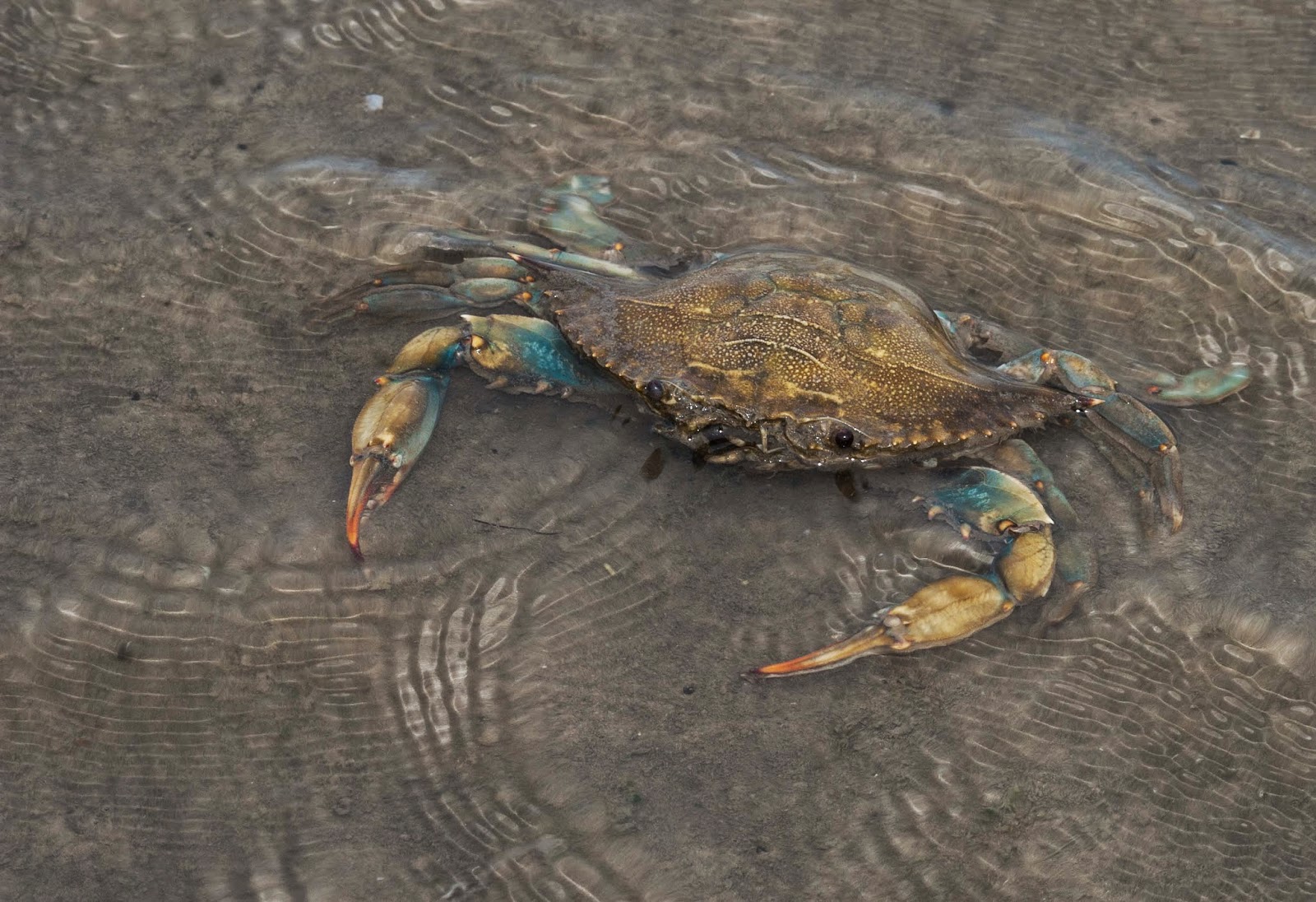 Fauna Brasileira: siri-azul