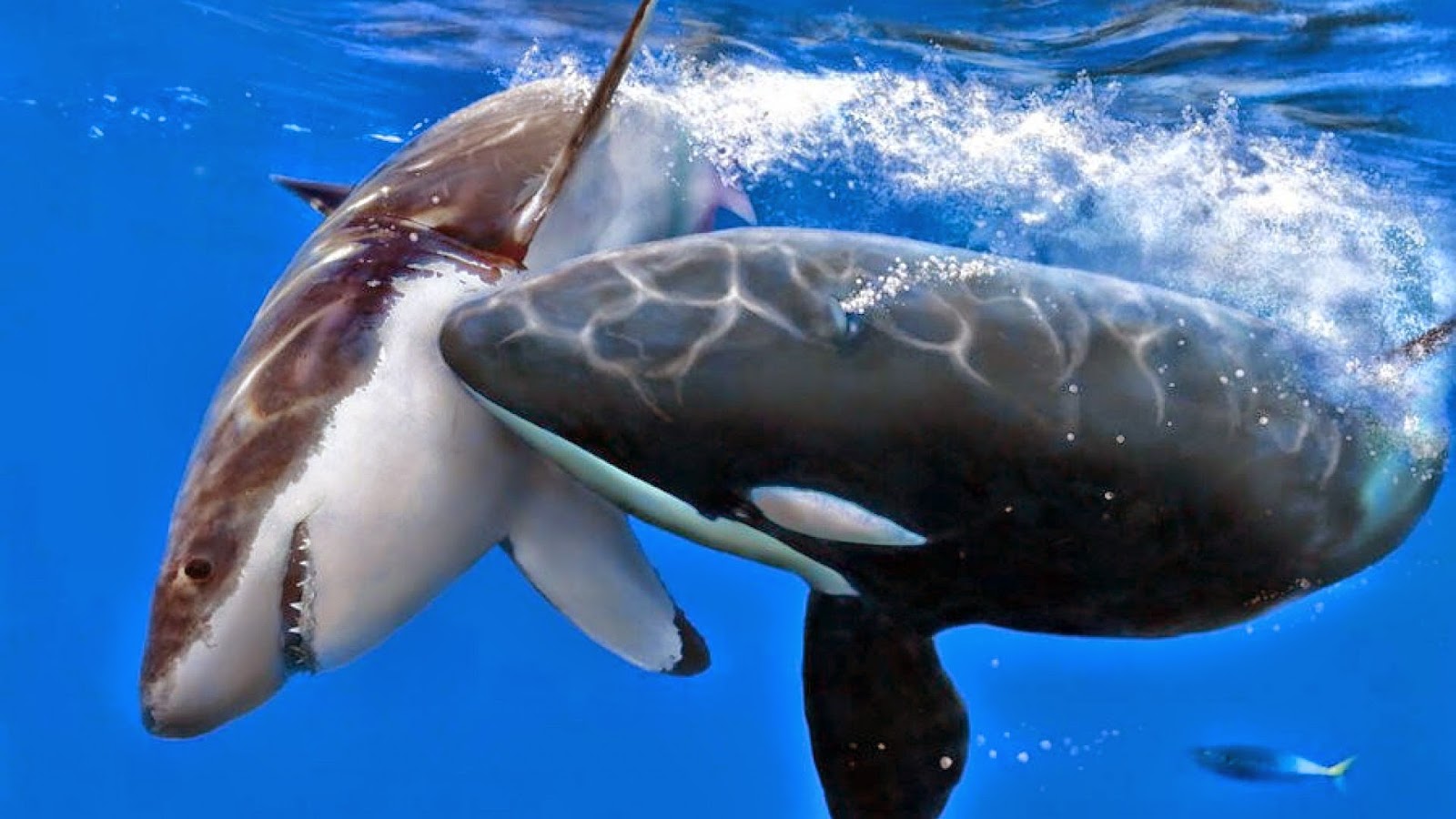 Orca - HD Wallpapers | Earth Blog