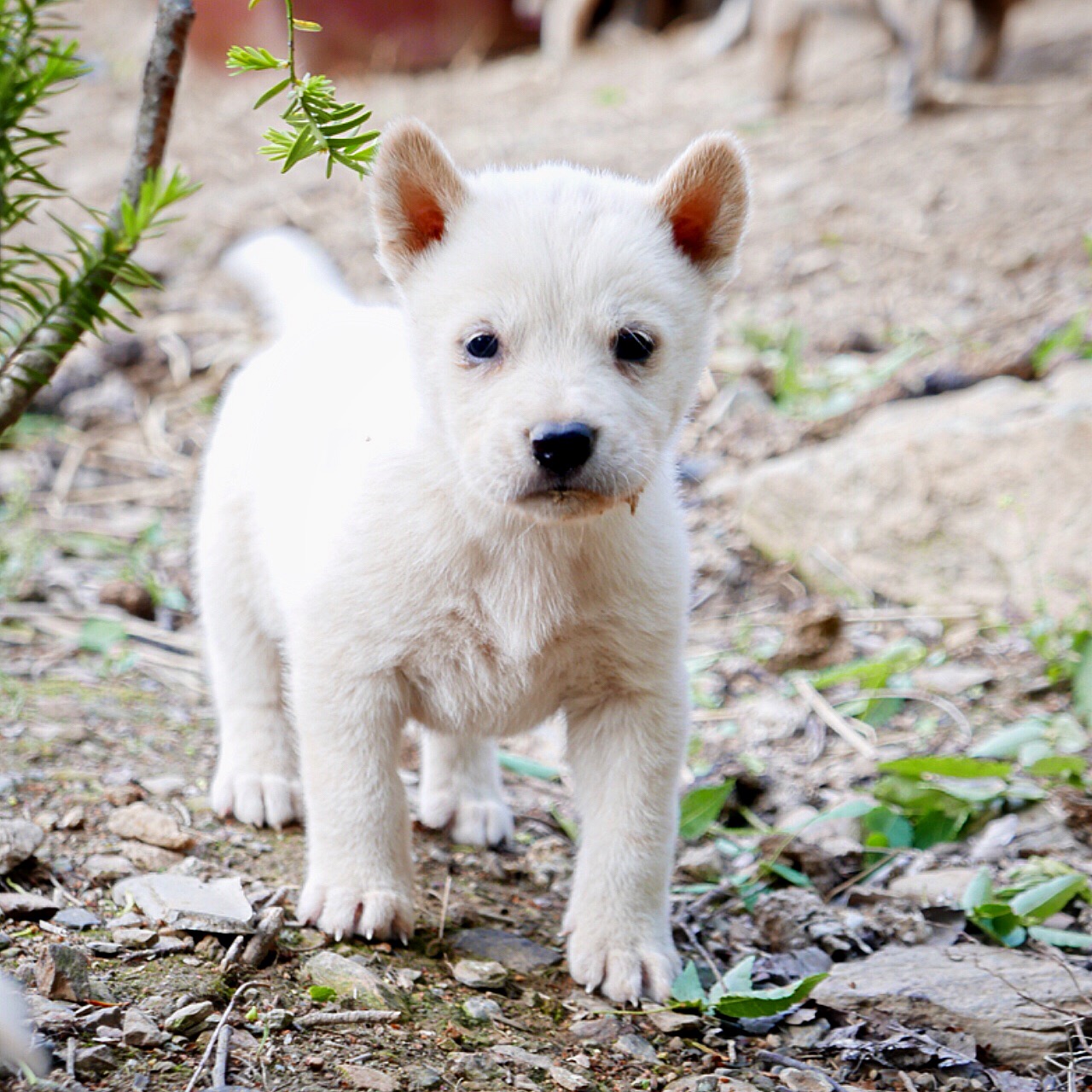 Are Korean Jindo Puppies Lazy